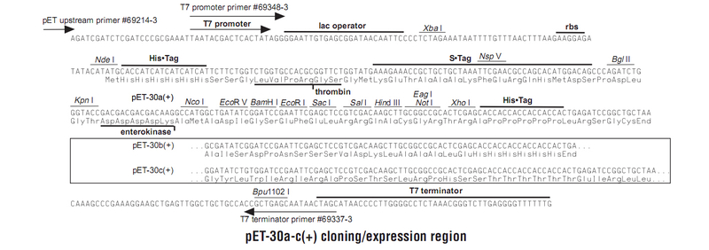 pET30b（大肠杆菌） - 知凡生物-科研试剂 l 官网