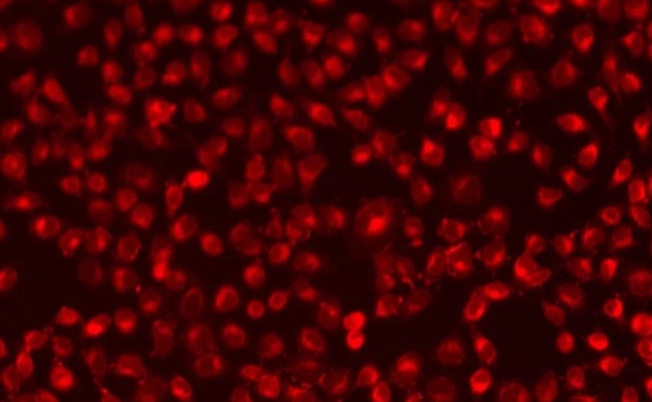 DRAQ7（远红外荧光死细胞 DNA 染料） - 知凡生物-科研试剂 l 官网