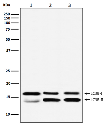 LC3B Antibody - 知凡生物-科研试剂 l 官网