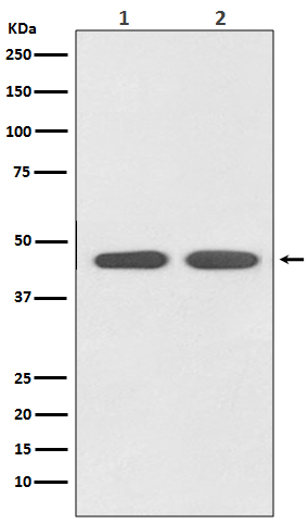 AGTR1 Antibody - 知凡生物-科研试剂 l 官网
