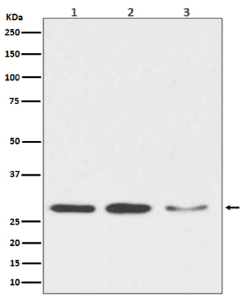 DDIT3 Antibody - 知凡生物-科研试剂 l 官网