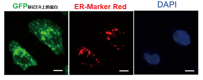 ER-Marker Red（内质网红色荧光探针） - 知凡生物-科研试剂 l 官网