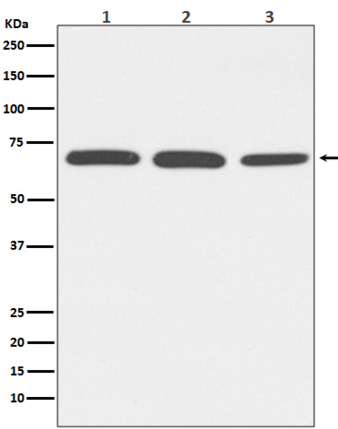 Albumin Antibody - 知凡生物-科研试剂 l 官网