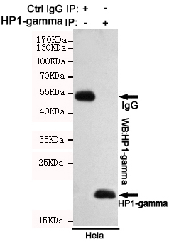 HP1-γ Mouse mAb - 知凡生物-科研试剂 l 官网