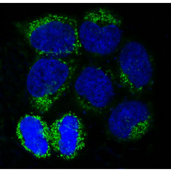LC3B Antibody - 知凡生物-科研试剂 l 官网