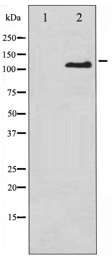 Phospho-Integrin beta3 (Tyr785) Antibody - 知凡生物-科研试剂 l 官网