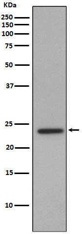 Id1 Antibody - 知凡生物-科研试剂 l 官网