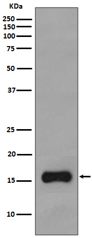 TOMM20 Antibody - 知凡生物-科研试剂 l 官网