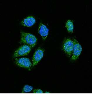 Cdk2 Antibody - 知凡生物-科研试剂 l 官网