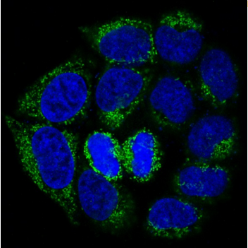 Bad Antibody - 知凡生物-科研试剂 l 官网