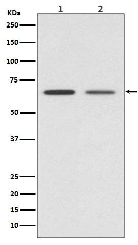 GAD67 Antibody - 知凡生物-科研试剂 l 官网