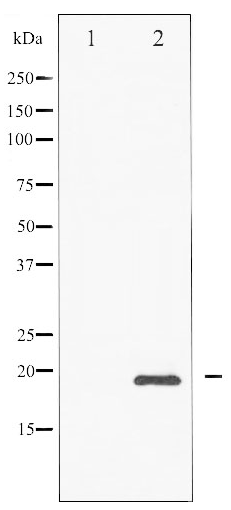 Phospho-CHOP (Ser30) Antibody - 知凡生物-科研试剂 l 官网