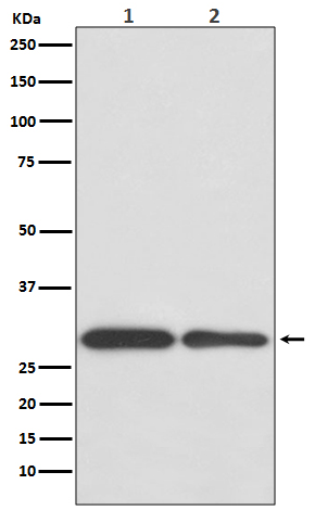 BNIP3 Antibody - 知凡生物-科研试剂 l 官网