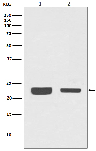 RAB7 Antibody - 知凡生物-科研试剂 l 官网