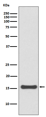 SUMO4 Antibody - 知凡生物-科研试剂 l 官网