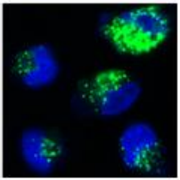 PKH67（细胞膜绿色荧光探针） - 知凡生物-科研试剂 l 官网