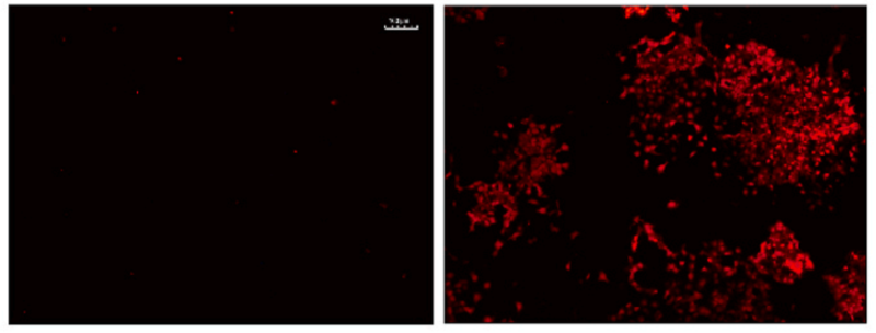 MitoSOX Red（线粒体超氧化物检测红色荧光探针） - 知凡生物-科研试剂 l 官网