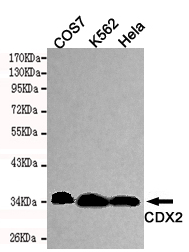 CDX2 Mouse mAb - 知凡生物-科研试剂 l 官网