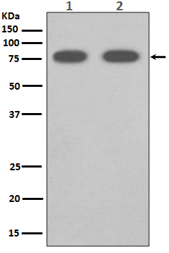 SCARB1 Antibody - 知凡生物-科研试剂 l 官网