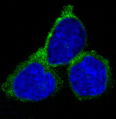 RAB7 Antibody - 知凡生物-科研试剂 l 官网
