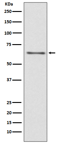 CDC45 Antibody - 知凡生物-科研试剂 l 官网