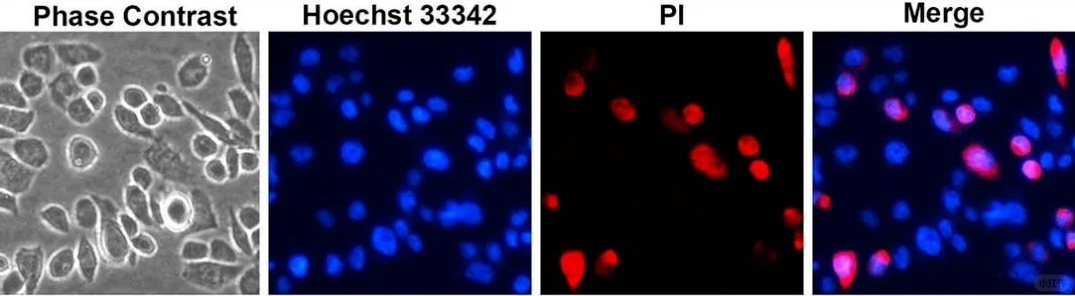 Hoechst / PI 双染试剂盒 - 知凡生物-科研试剂 l 官网