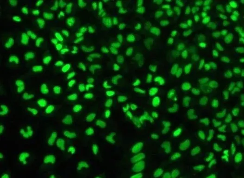 SYTO 9 Green Nucleic Acid Stain（SYTO9 绿色荧光核酸染色液） - 知凡生物-科研试剂 l 官网