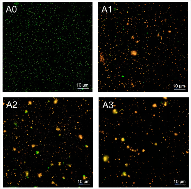 SYTO 9 Green Nucleic Acid Stain（SYTO9 绿色荧光核酸染色液） - 知凡生物-科研试剂 l 官网