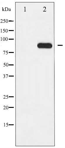 Phospho-IKK- alpha (Thr23) Antibody - 知凡生物-科研试剂 l 官网