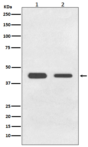 BMP11 Antibody - 知凡生物-科研试剂 l 官网