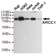 XRCC1 Mouse mAb - 知凡生物-科研试剂 l 官网