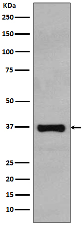 Rad51 Antibody - 知凡生物-科研试剂 l 官网