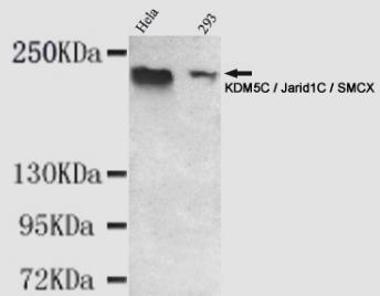KDM5C/Jarid1C/SMCX Mouse mAb