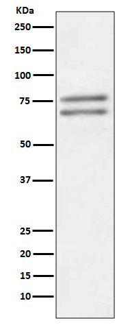 ADAM10 Antibody - 知凡生物-科研试剂 l 官网